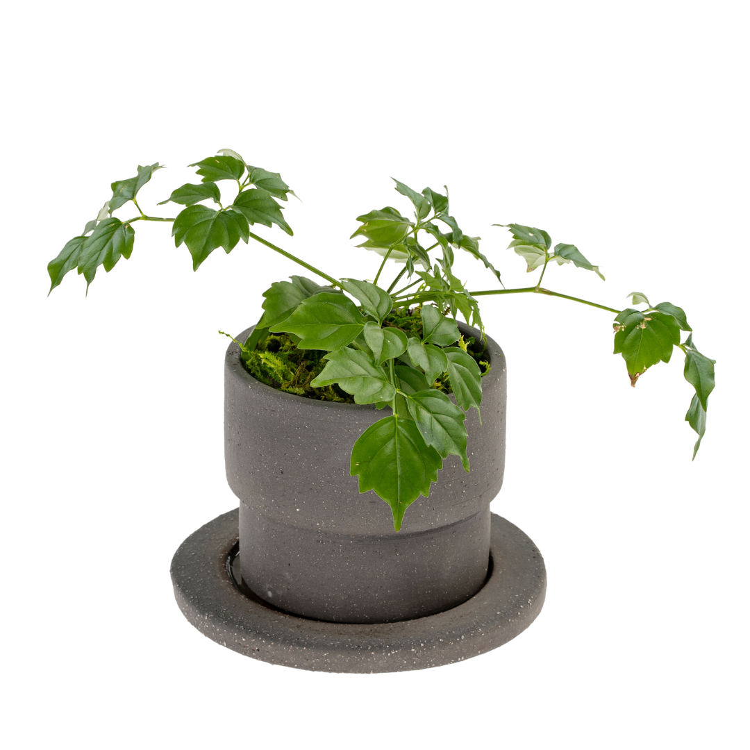 Raw Black Clay Pot/Saucer – Indaba Home